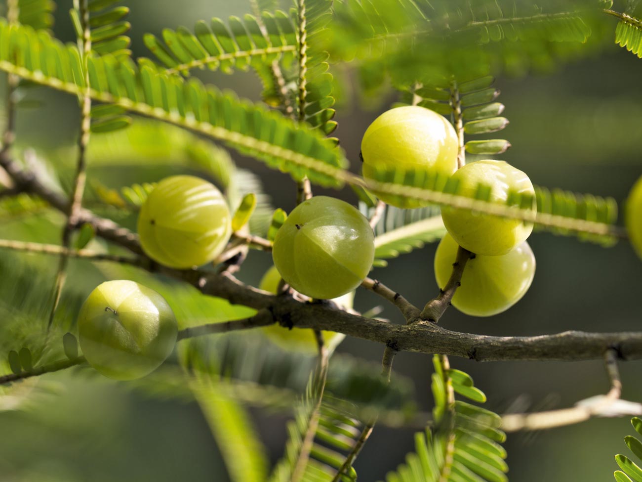 Amla Beere: Wirkung und Anwendung | Adaptogene.de